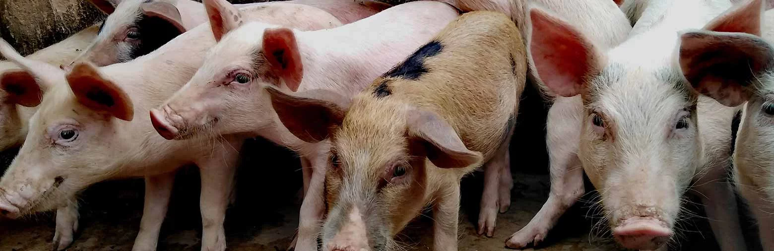 Enterobakterie v krmivech : MIKROP