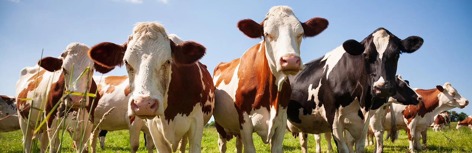 Výživa skotu : MIKROP