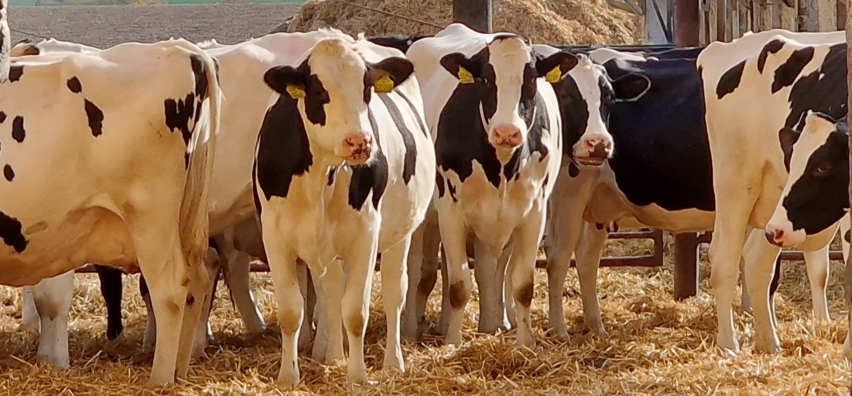 Ekonomika výroby mléka v ČR za rok 2022 : MIKROP